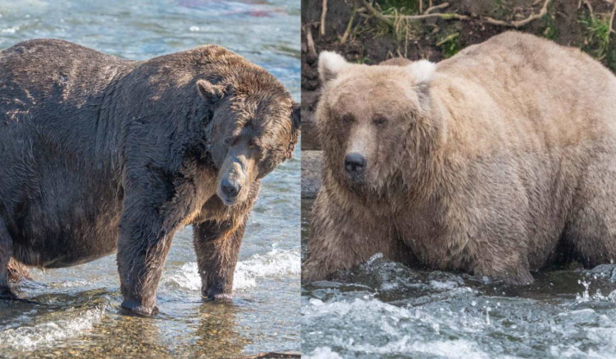 L'Alaska est sur le point d'élire l'ours le plus gros de l'année (et l ...