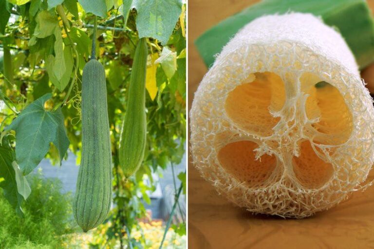 Éponge courge Luffa : naturelle, exfoliante et 100 % végétale