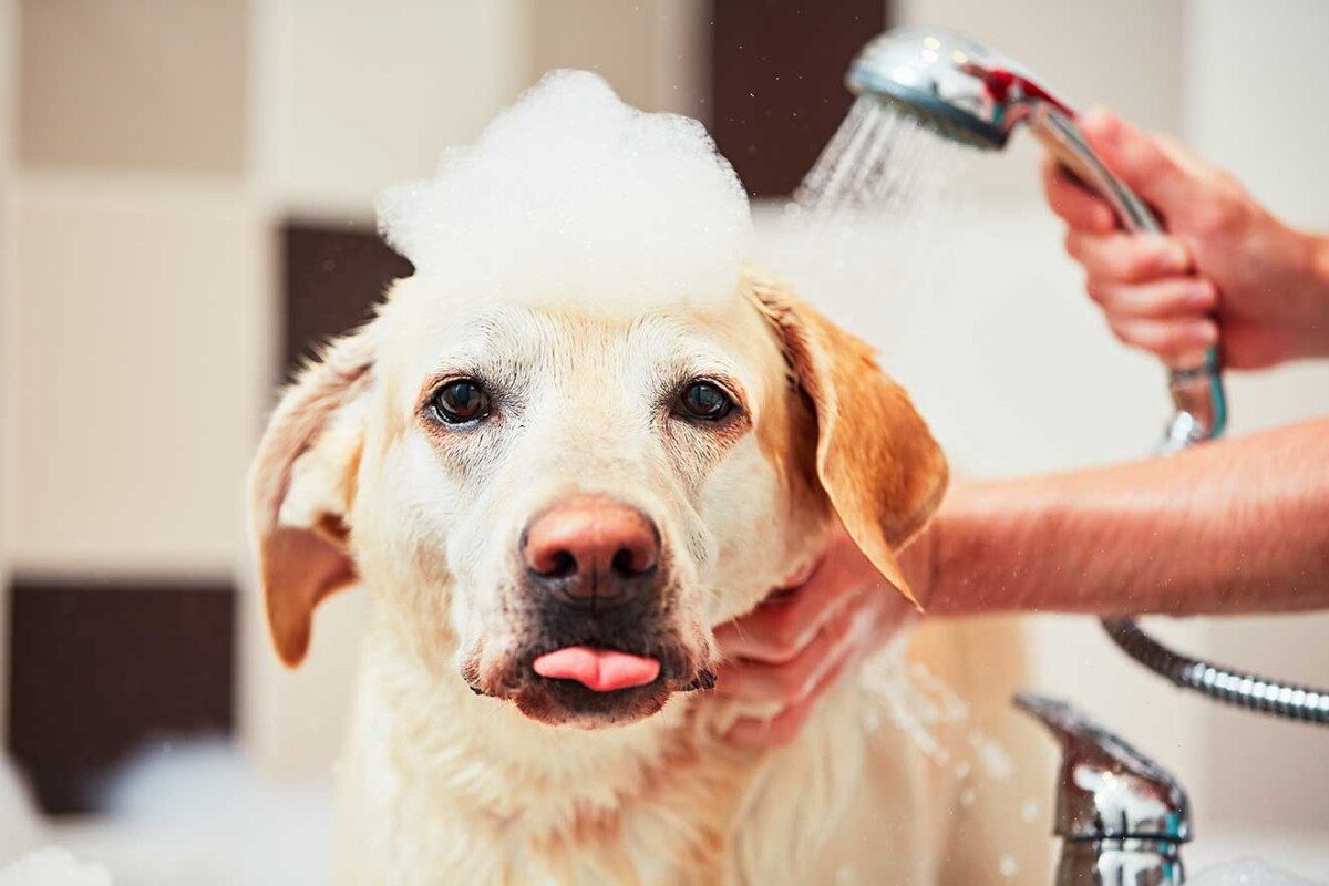 Les différents types de shampoings à utiliser pour votre chien - Omebatobo